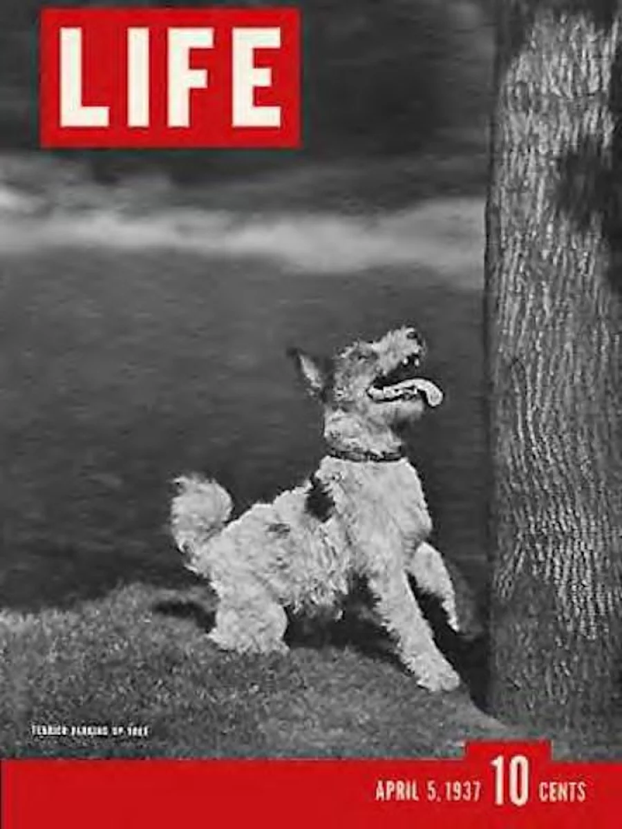 LIFE | April 5, 1937 at Wolfgang's