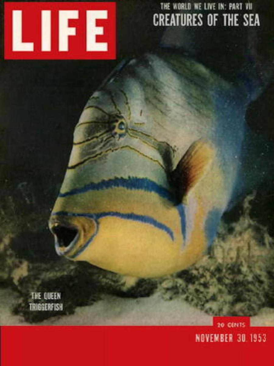 LIFE | November 30, 1953 at Wolfgang's