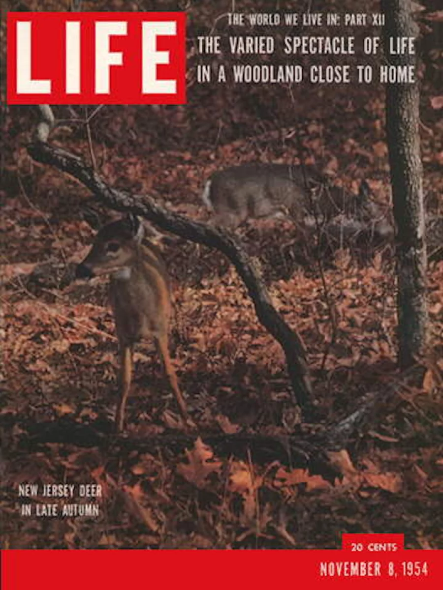 LIFE | November 8, 1954 at Wolfgang's